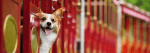 Top 5 Corgi Toys to Celebrate the Queen's Jubilee | Toy Street